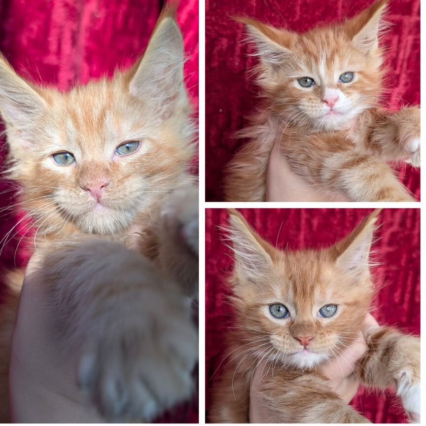 Мейн-кун котёнок