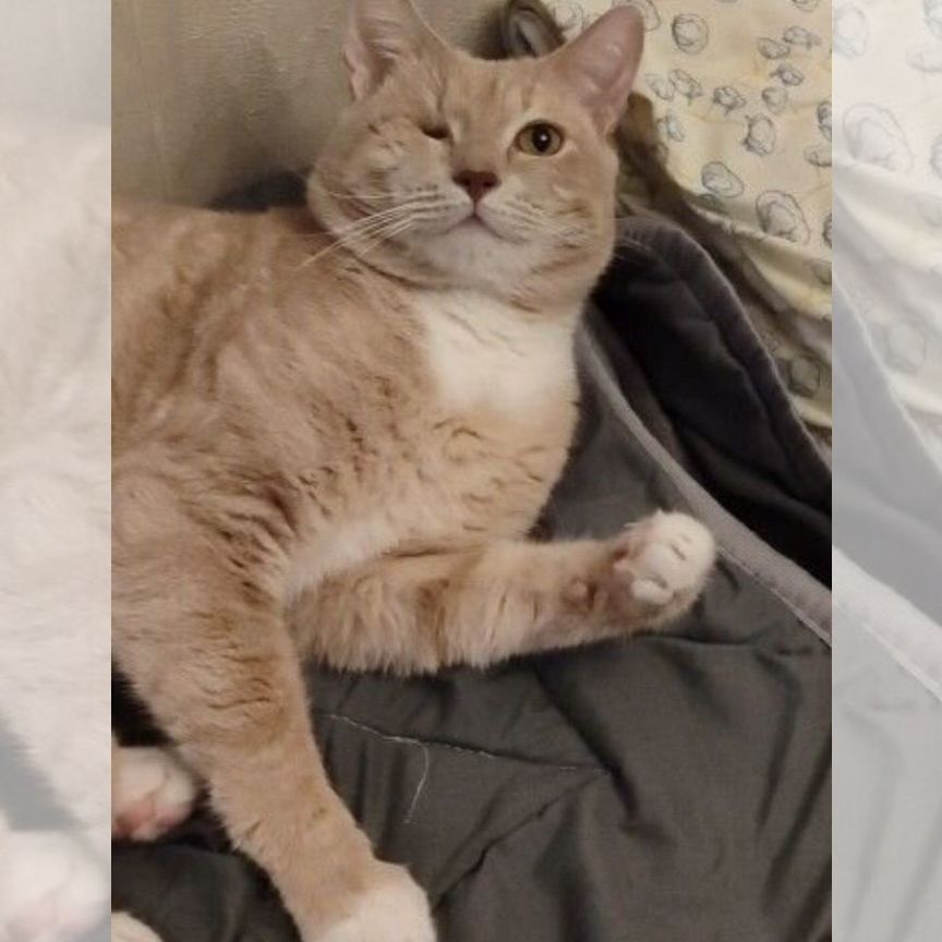 Лёва ищет дом