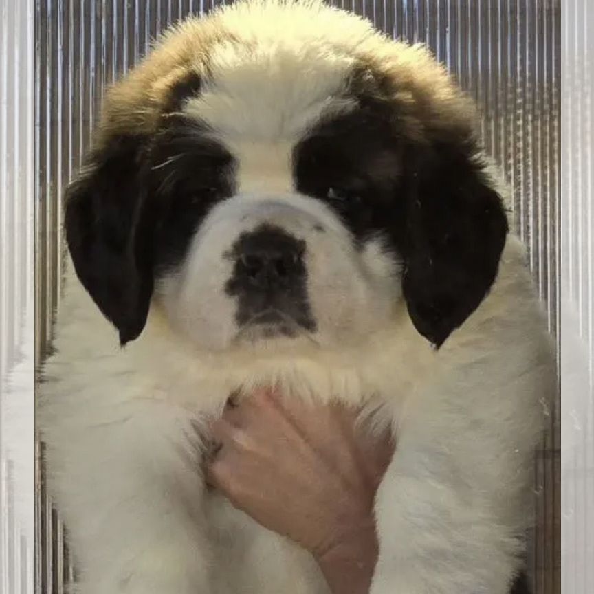 Сенбернар, щенок