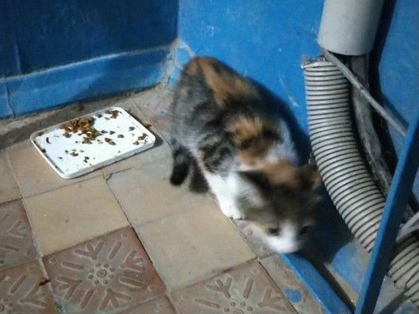 Трехцветный Бездомный Котёнок сидит в подъезде