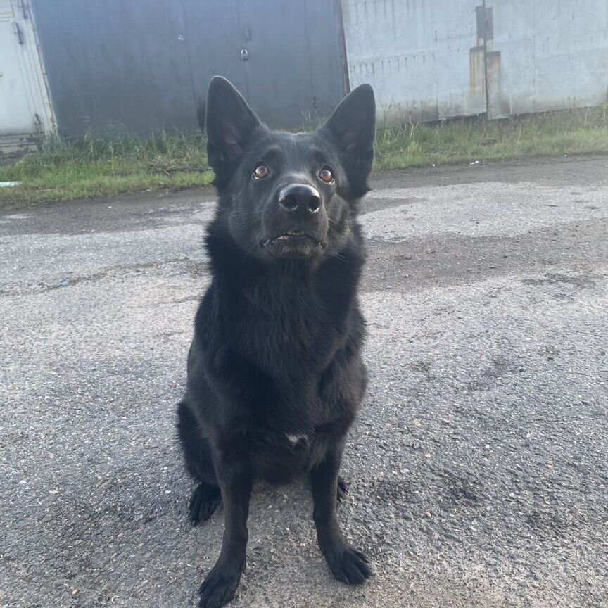 Отдам собаку в добрые руки