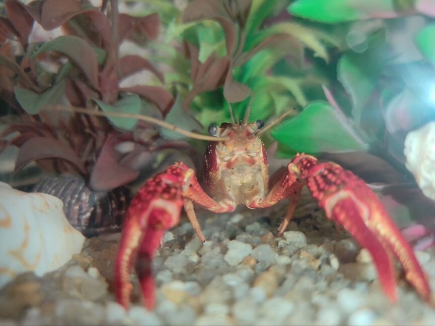 Флоридский красный рак