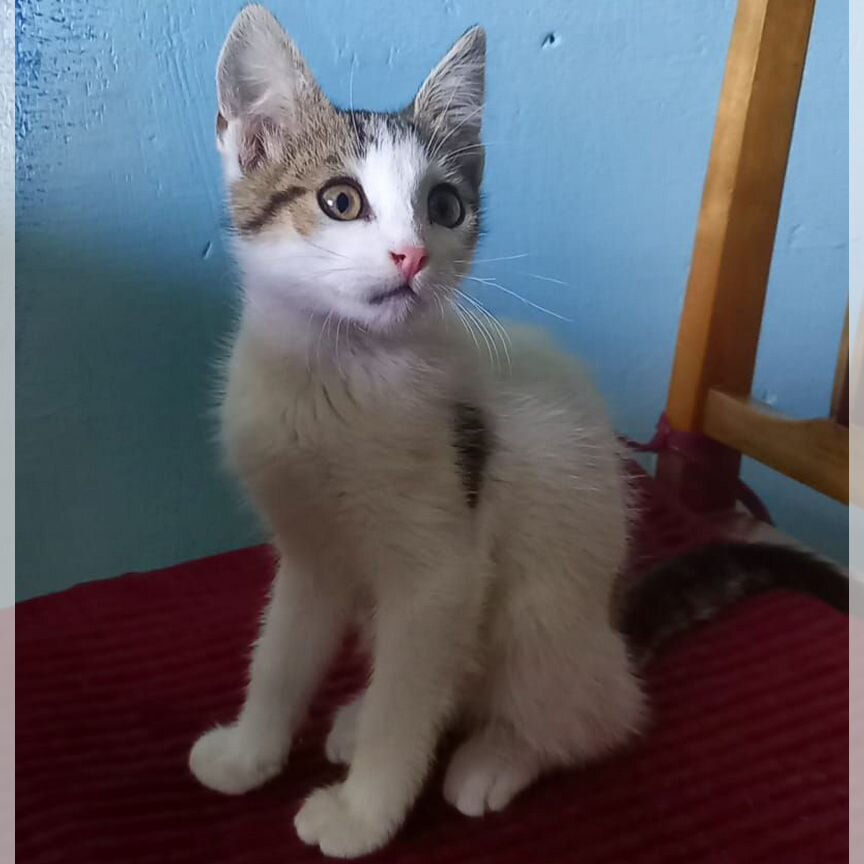 Котенок ищет дом