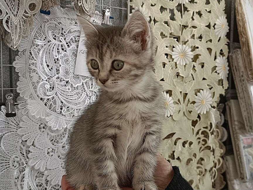Кошки в добрые руки бесплатно