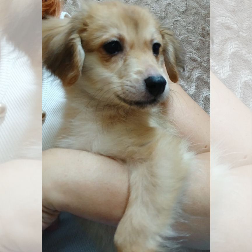 Щенок в добрые руки