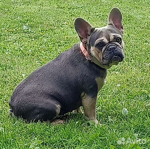 Французский бульдог молодая сука обмен или продажа