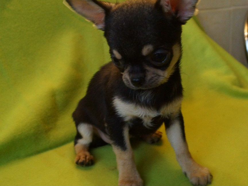 Малыш черно-подпалый