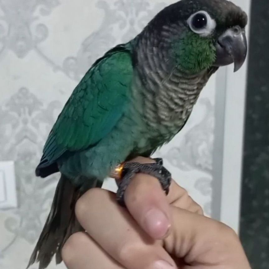 Попугай пиррура туркис выкормыши