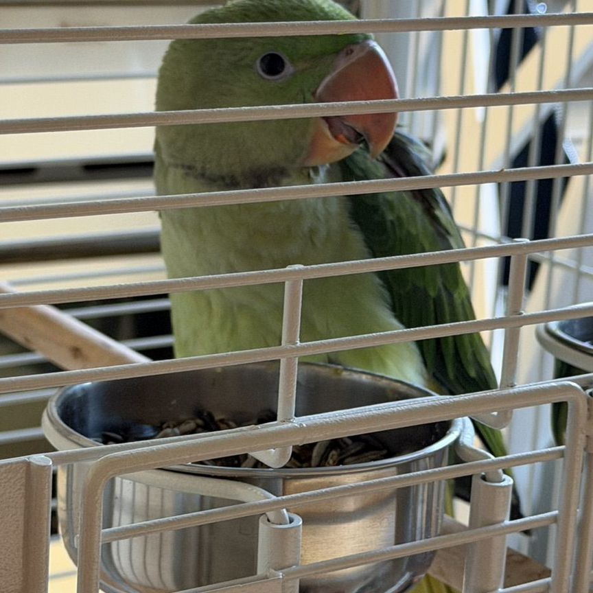 Александрийский попугай птенец