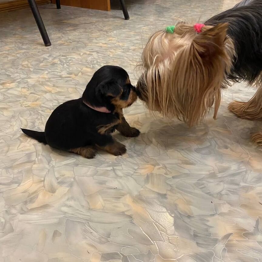 Йоркширский терьер, щенок