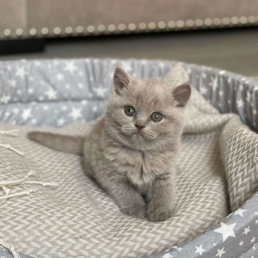 Британские котята