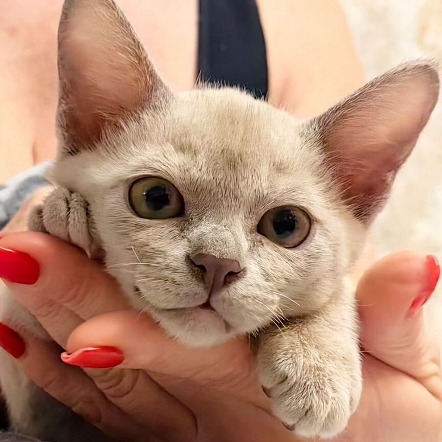 Европейский бурманский котёнок