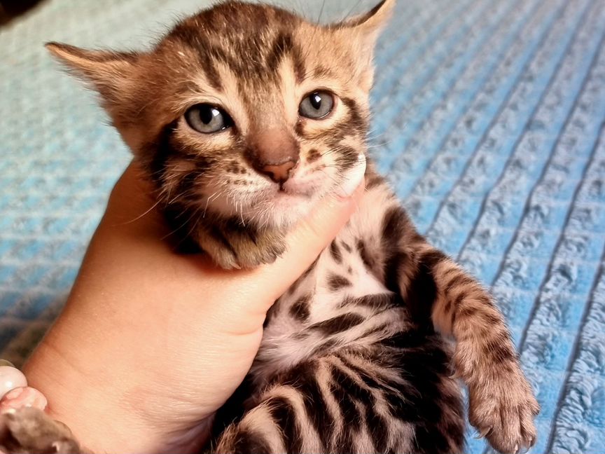 Бенгальские котята с документами