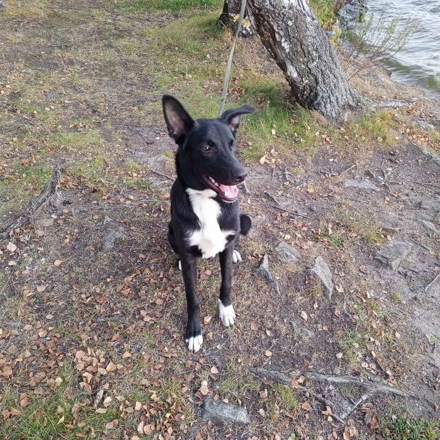 Отдам в добрые руки