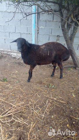 Баран на племя