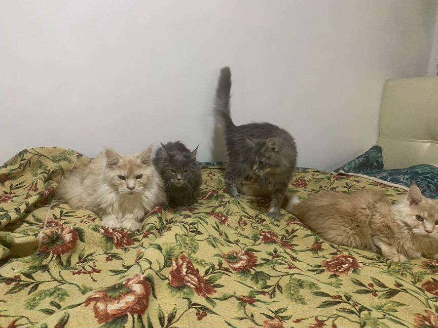 Ласковые котята мейн куна