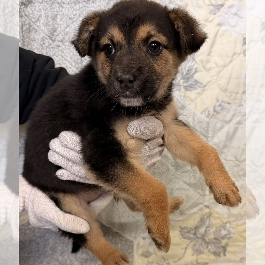 Щенок в добрые руки