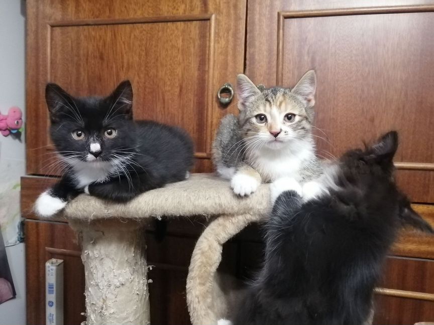 Котята ищут ответственных родителей
