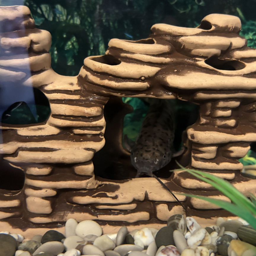 Анциструс и таракатум