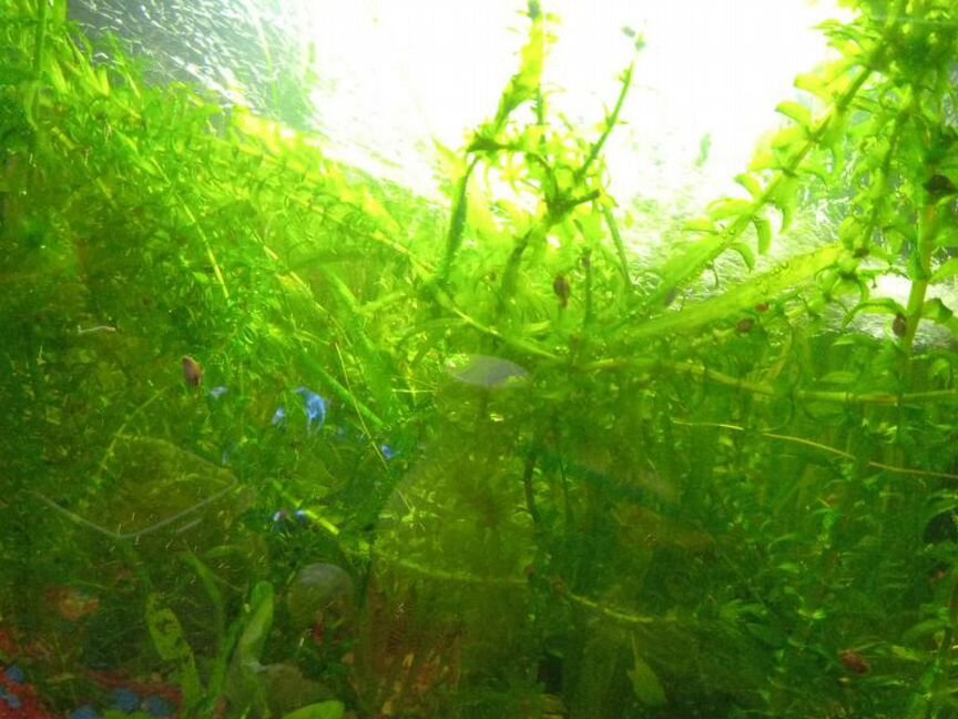 Аквариумные рыбки и растения