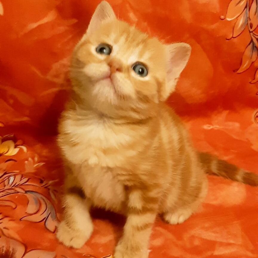 Шотландский прямоухий короткошёрстный котёнок