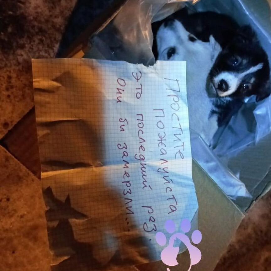 Выброшенные щеночки нужен дом