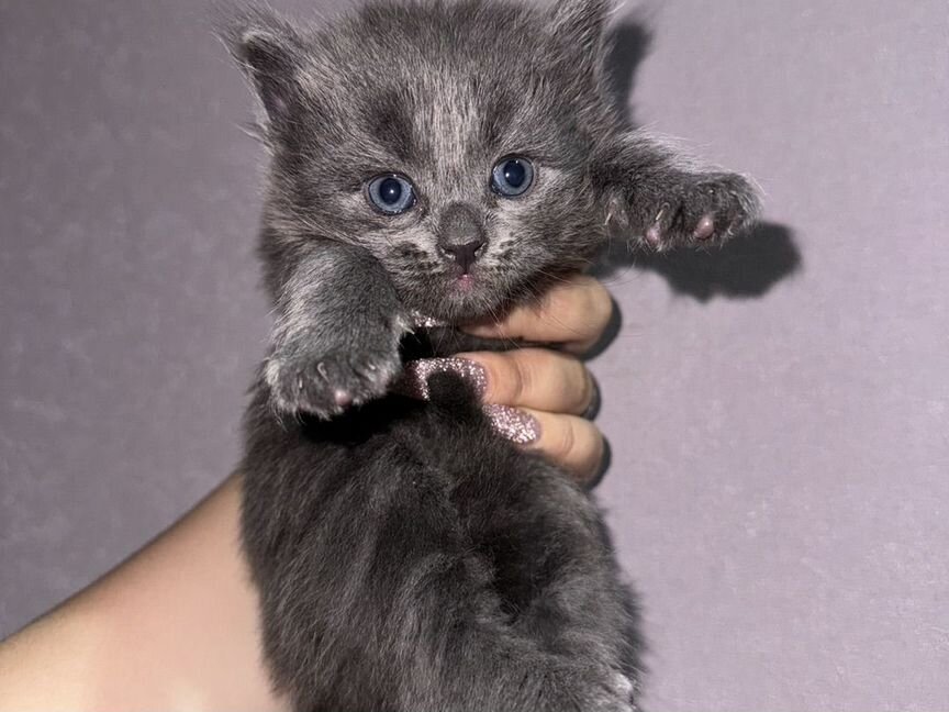 Котята