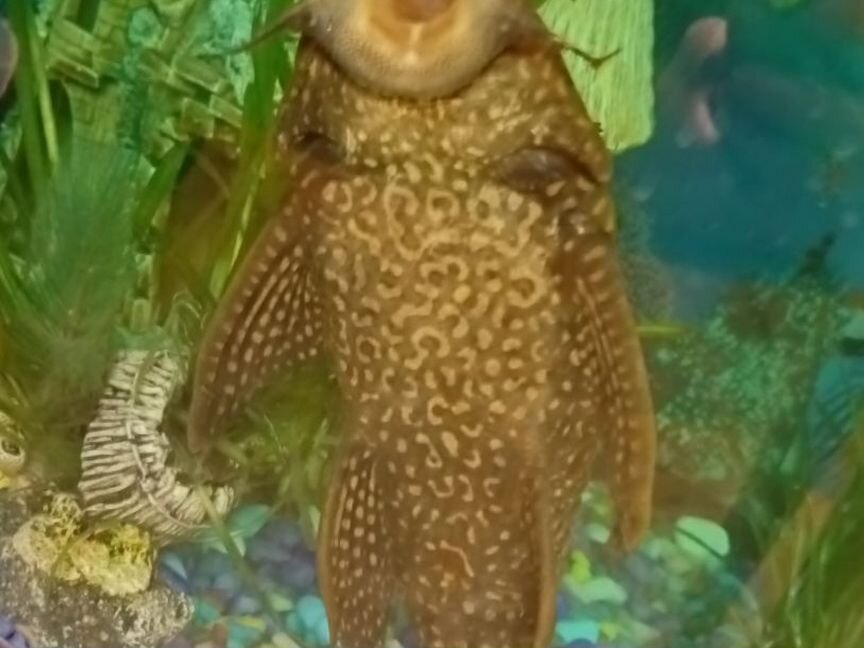 Парчовый сом