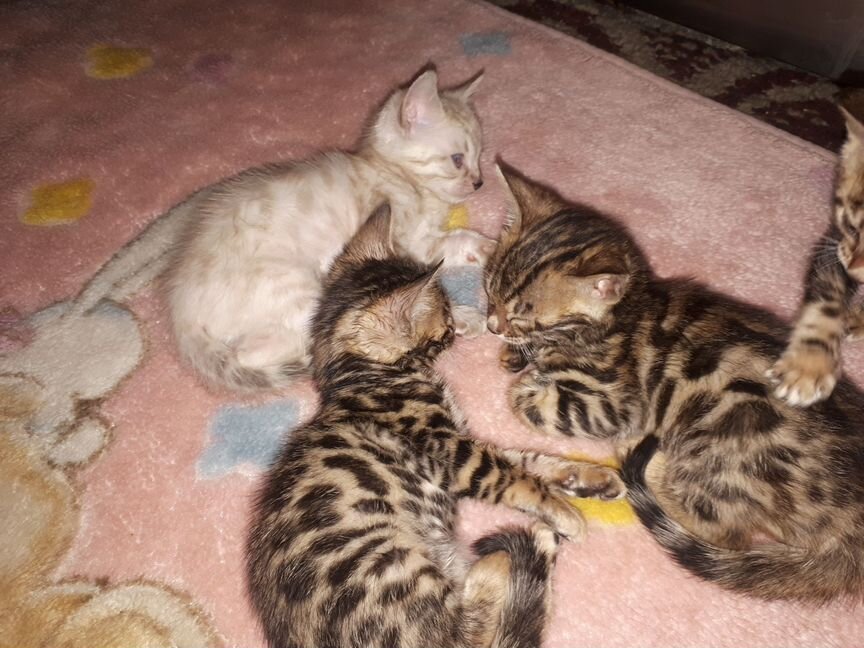 Бенгальские котята