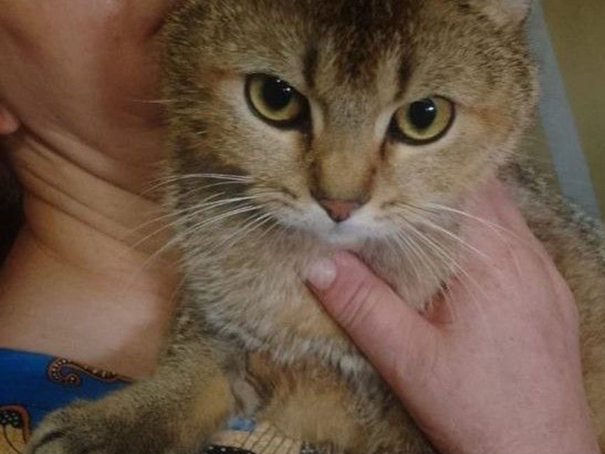 Кот