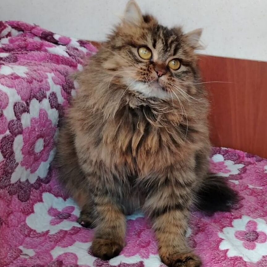 Кошка ищет дом