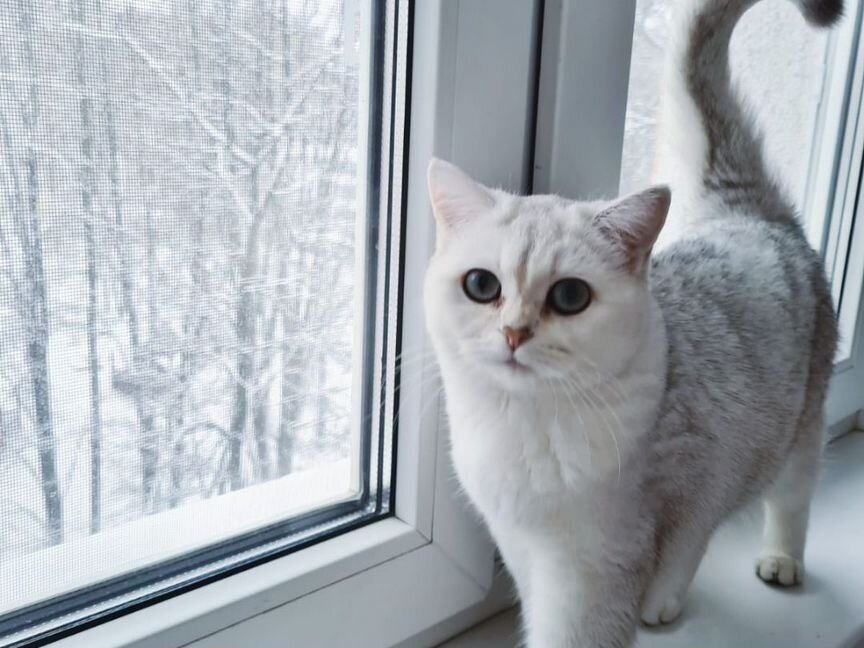Кошка серебрянная шиншилла
