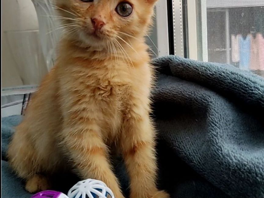 Котёнок Симба нуждается в семье