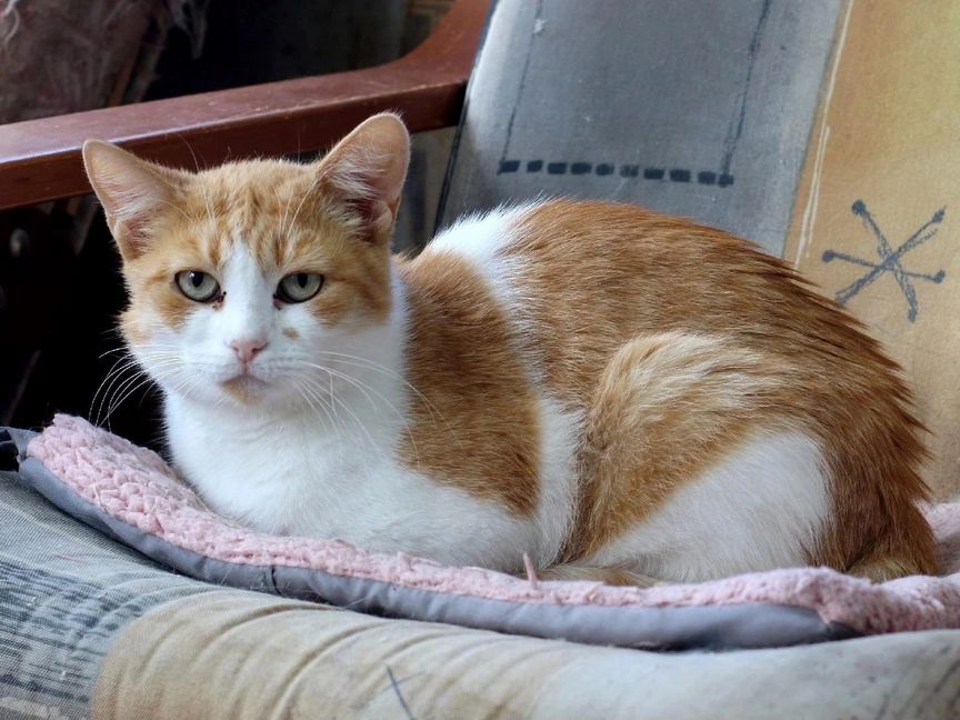 Чудо для кошки