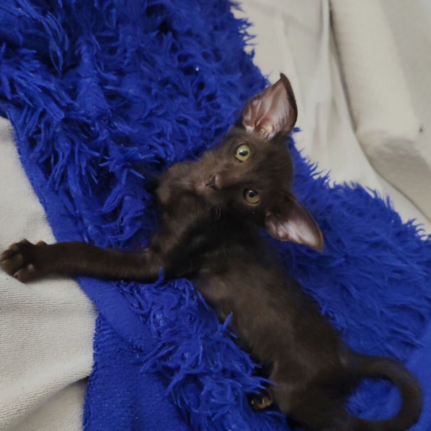 Котята ориентальнлй породы разные