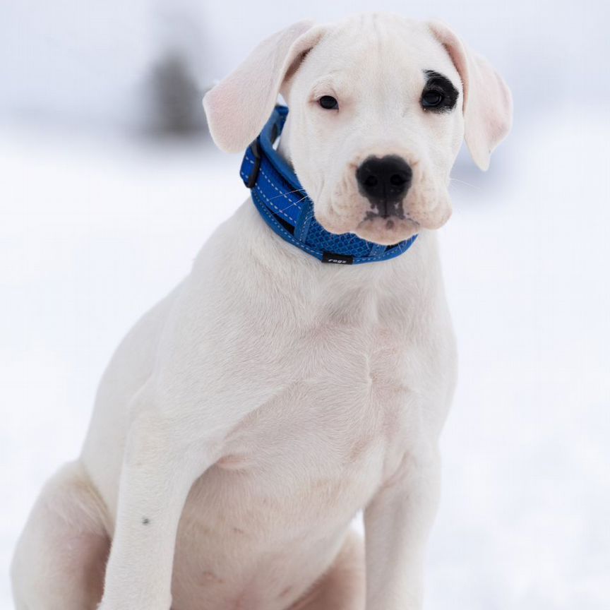 Щенок. Аргентинский дог