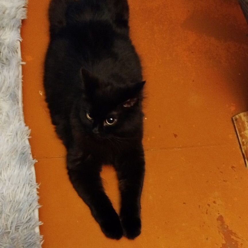 Отдам кошку в добрые руки бесплатно