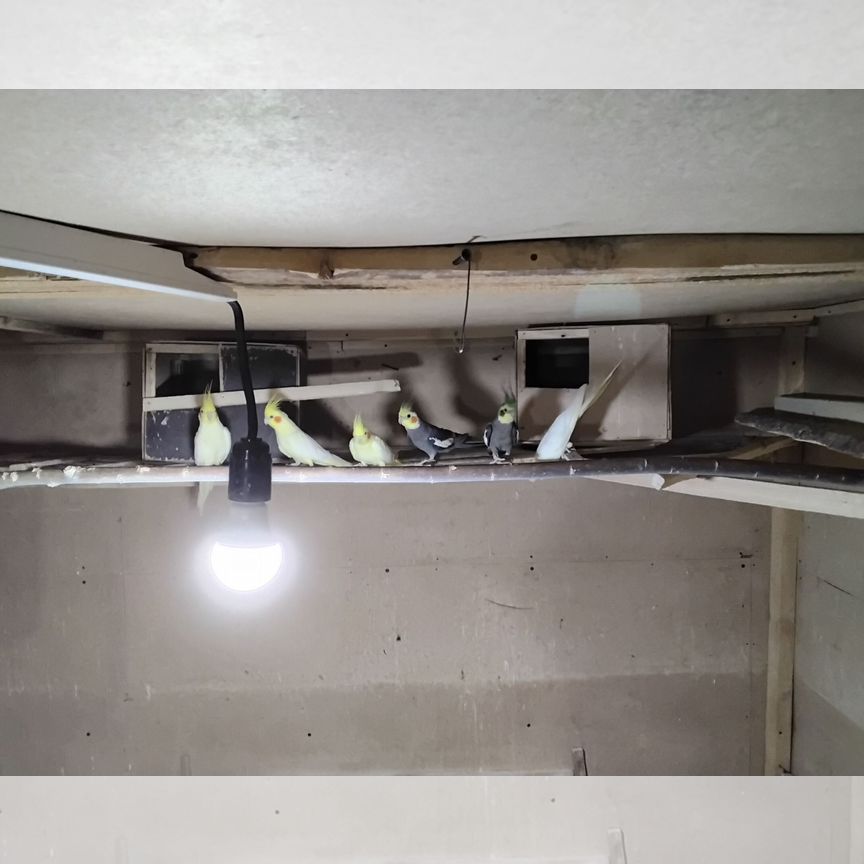 Попугай корелла