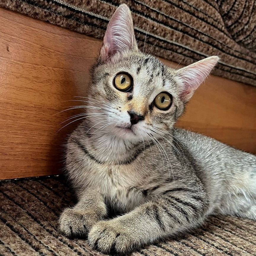 Котёнок девочка