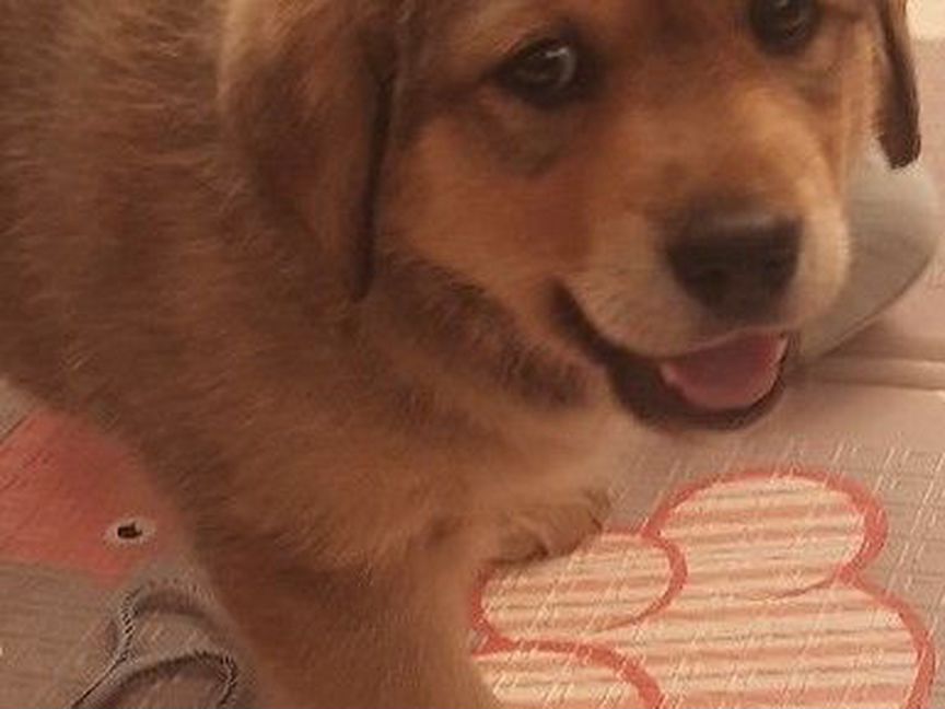 Собака в добрые руки отдам бесплатно