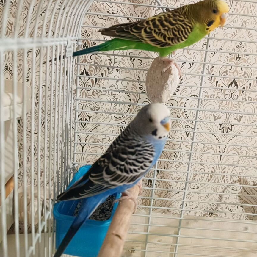 Говорящие попугайчики