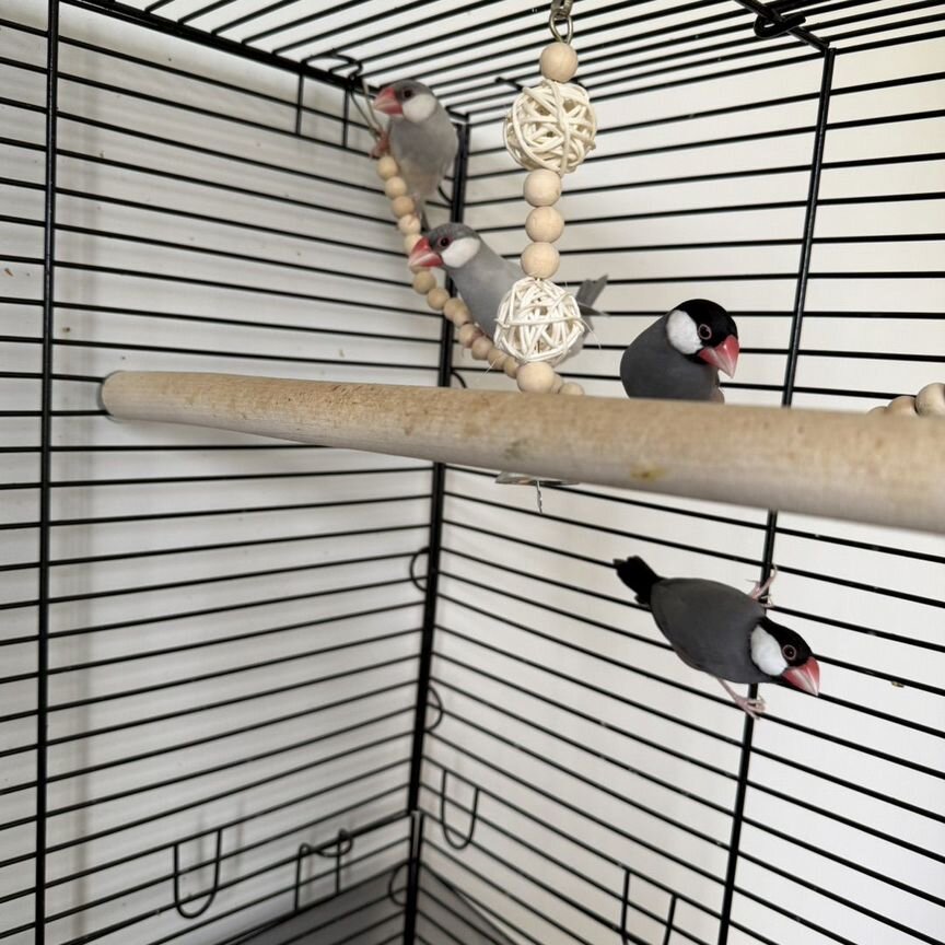 Рисовые амадины