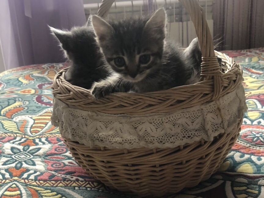 Кошка в дар бесплатно