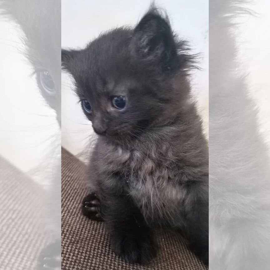 Медвежата котята