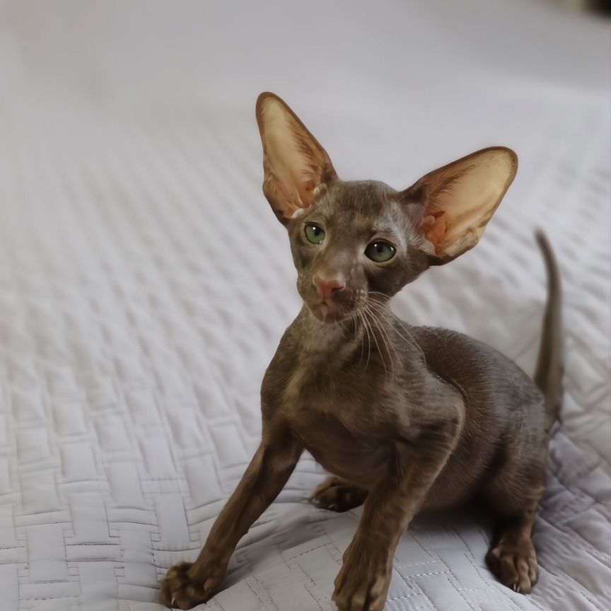 Ориентальный котёнок