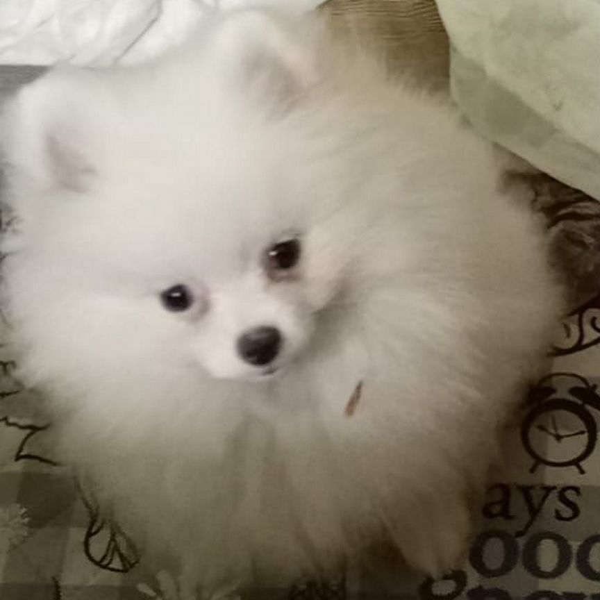 Померанский шпиц белоснежка