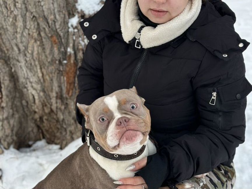 Американский Булли Триколор