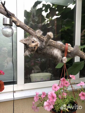 Пушистое серое облачко. Сибирская