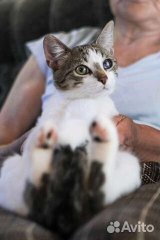 Кошечка-подросток 4-5 мес