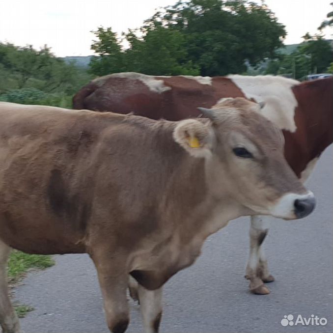 Коровы дойные молочные